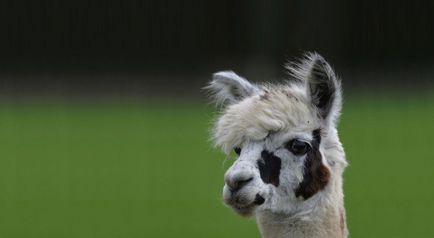 Home - Wymondham Alpacas