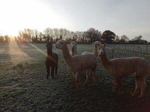 Home - Wymondham Alpacas