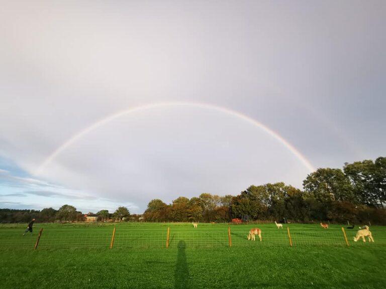 Home - Wymondham Alpacas